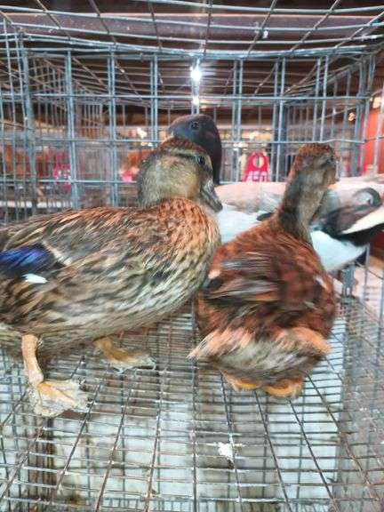 Trio Silver Call Ducks - 1 Yr Old - Laying - Out Of Show Stock - Rogers ...