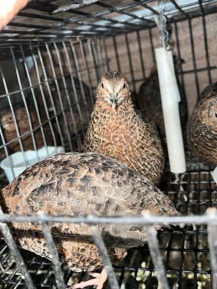 4 Cinnamon Quail - 1 Male & 3 Females - 10 Wks Old - Rogers Community ...