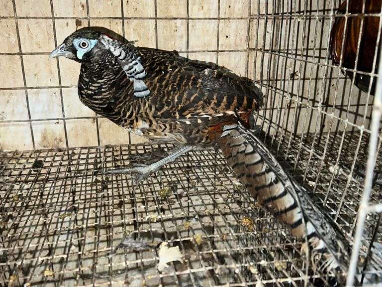 Lady Amherst Male Pheasant - 2022 Hatch - Rogers Community Auction Inc.