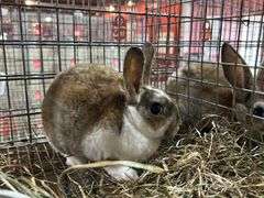 Broken Castor Mini Rex Doe - 8 Wks Old - Rogers Community Auction Inc.