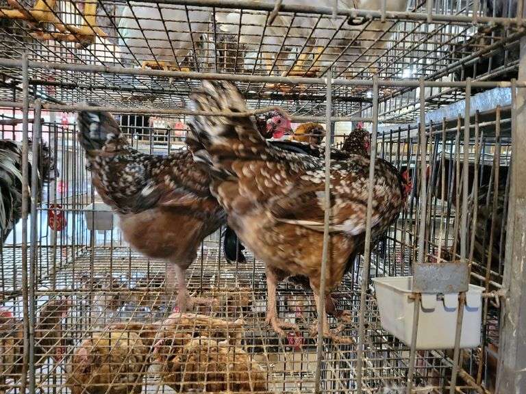 3 Speckled Sussex Hens - 2022 Hatch - Rogers Community Auction Inc.
