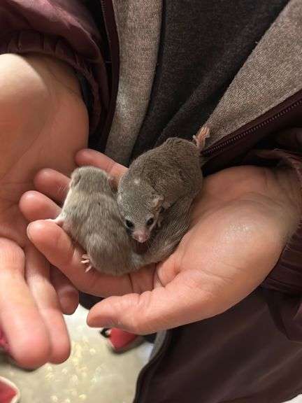 Pair Micro Squirrels - 8 Mos Old w/ Cage & Accessories - Friendly ...