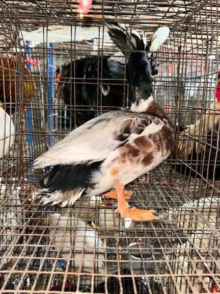 Snowy Call Duck Drake - Rogers Community Auction Inc.