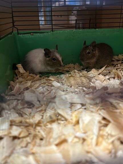 2 Unrelated Degus - 1 Pied & 1 Agouti - w/ Cage - Rogers Community ...