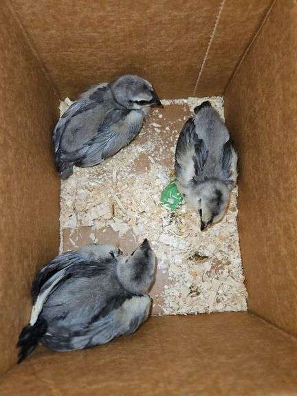 3 Blue Splash Sumatra Chicks - Rogers Community Auction Inc.