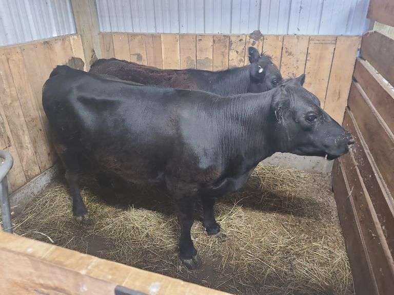 Mini Black Angus Heifer - 2.5 Yrs Old - Rogers Community Auction Inc.