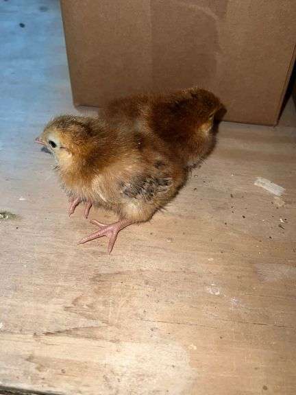 8 Rhode Island Red Cross Chicks - Rogers Community Auction Inc.