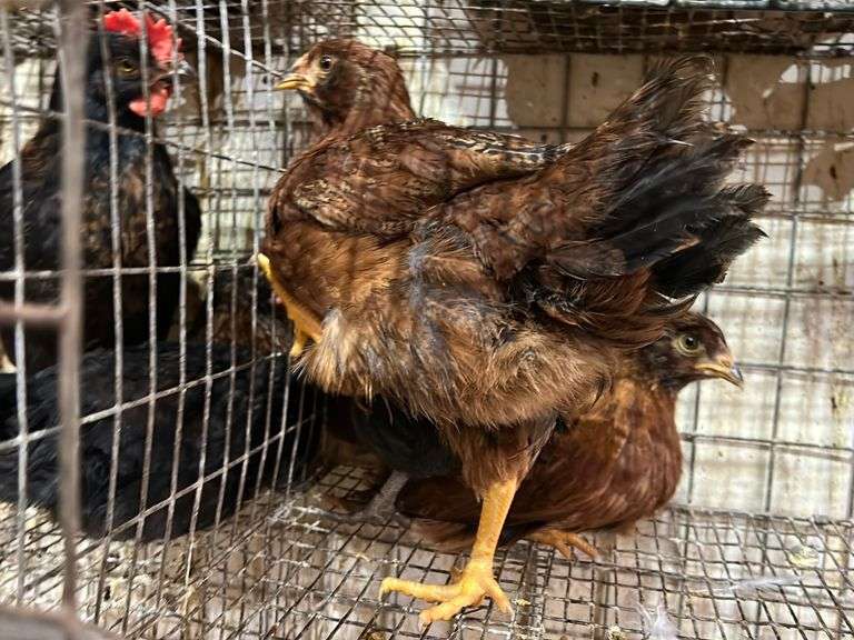 3 Young Barnyard Mix Chickens - Rogers Community Auction Inc.