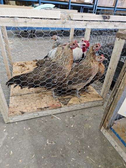 1 Rooster & 9 Hens - Red & Silver Phoenix - Rogers Community Auction Inc.
