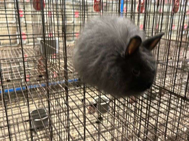 Siamese Sable Jersey Wooly Buck - Rogers Community Auction Inc.