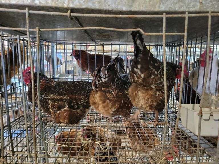 3 Speckled Sussex Hens - 2022 Hatch - Rogers Community Auction Inc.