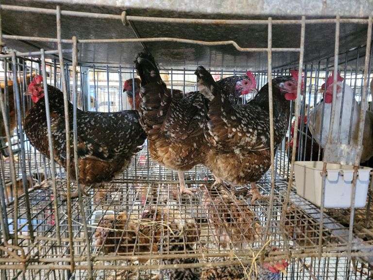 3 Speckled Sussex Hens - 2022 Hatch - Rogers Community Auction Inc.