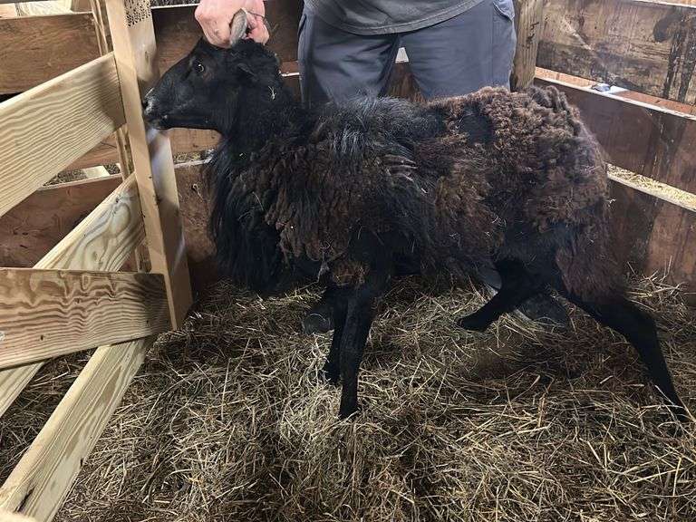 Black Hawaiian Ram Lamb - Good Genetics - Rogers Community Auction Inc.