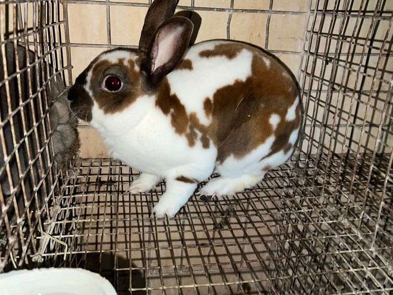 Spotted Mini Rex Buck - Rogers Community Auction Inc.