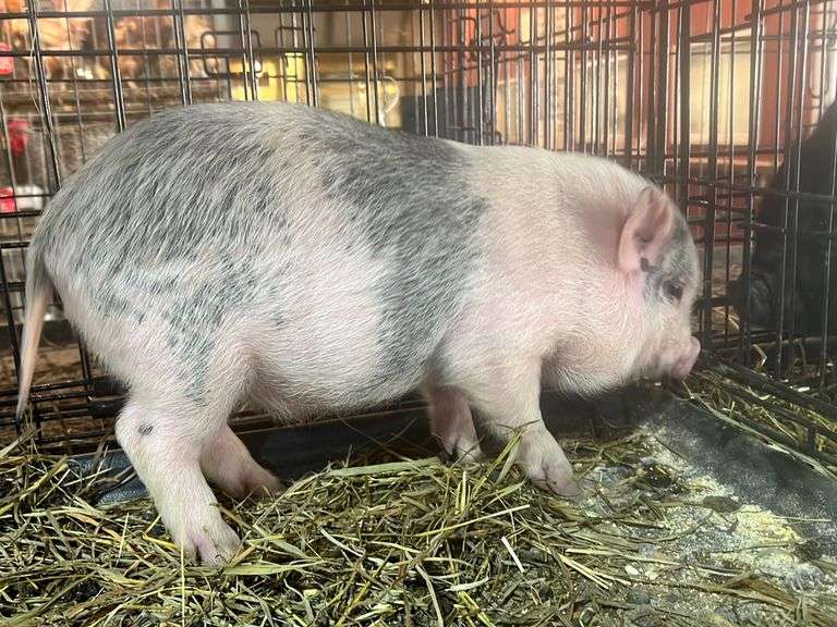 Male Pot Belly Pig - 9 Wks Old w/ Health Papers - Rogers Community ...