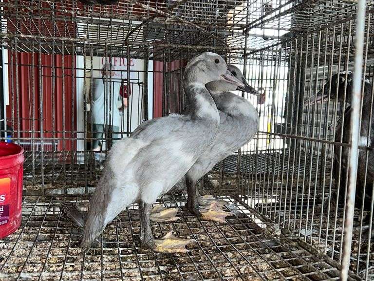 2 Silver Muscovy Ducks - Split to Ripple - Rogers Community Auction Inc.