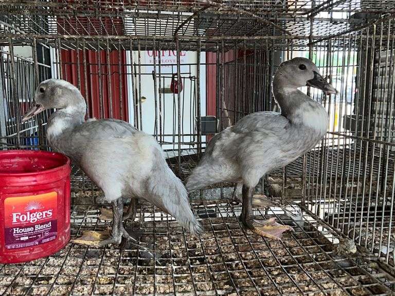 2 Silver Muscovy Ducks - Split to Ripple - Rogers Community Auction Inc.