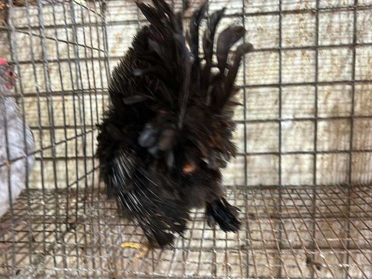 Serama Frizzle Hen - Rogers Community Auction Inc.
