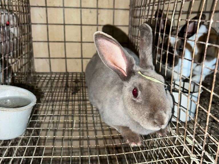 Lilac Mini Rex Doe - Rogers Community Auction Inc.