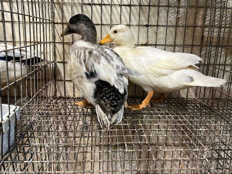Pair Of Snowy Call Ducks -11 Months - Rogers Community Auction Inc.