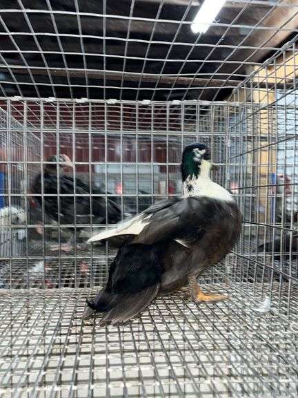 Magpie Drake Call Duck - Rogers Community Auction Inc.
