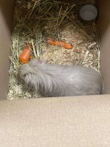 Siamese Female Peruvian Long Haired Guinea Pig - Rogers Community ...