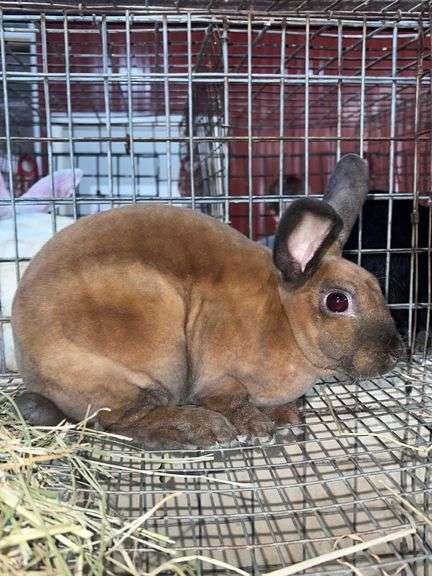 Tort Mini Rex Jr Buck - Show Quality - Rogers Community Auction Inc.