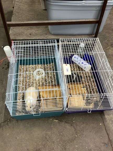 Pair Guinea Pigs w/ Separate Cages - Rogers Community Auction Inc.