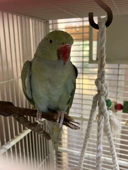 Female Indian Ringneck Parrot - 1 Yr Old - Wings Not Clipped - NameL ...