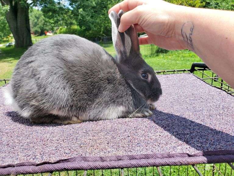 Blue Buck - Friendly - W/ Food - Rogers Community Auction Inc.