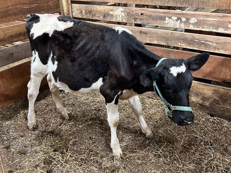 Holstein Heifer - Name: Betsy - 6 Mos Old - Rogers Community Auction Inc.