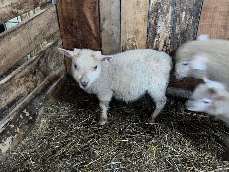 Baby Doll Ram Lamb "Peanut" - Rogers Community Auction Inc.