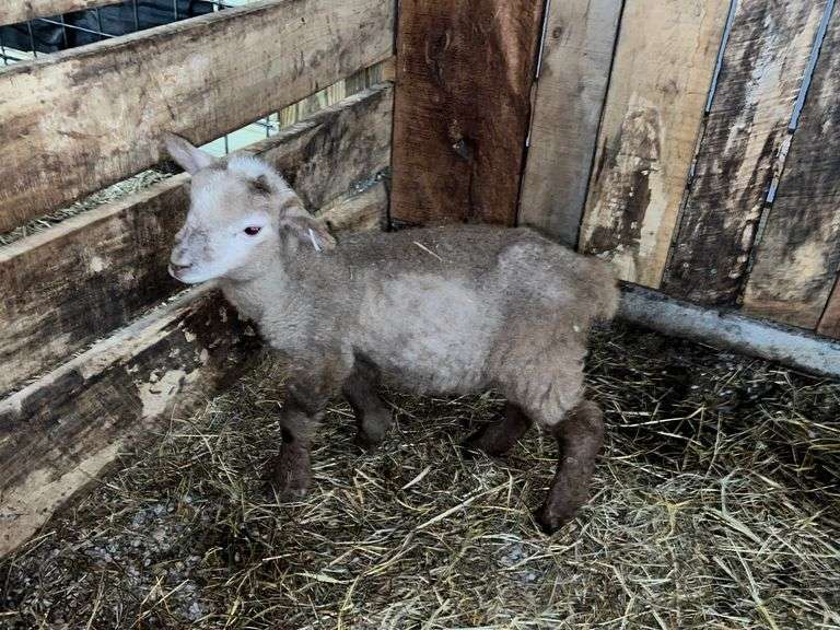 Baby Doll Ram Lamb "Gordon Ramsey" - Rogers Community Auction Inc.