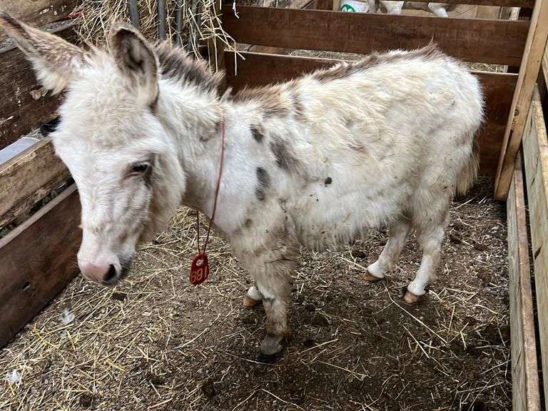 Mini Jack Donkey - 11 Mos Old - Rogers Community Auction Inc.