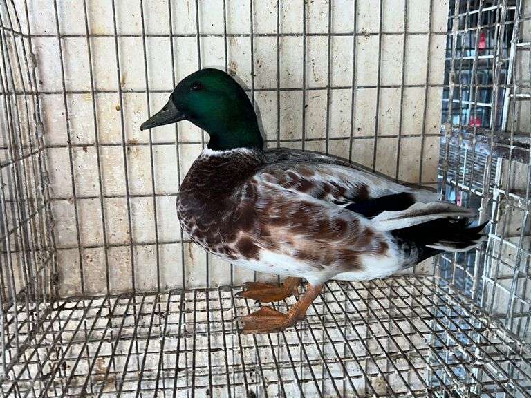 Drake Call Duck - Rogers Community Auction Inc.