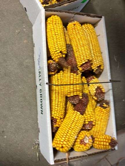 Peck of Ear Corn - Rogers Community Auction Inc.