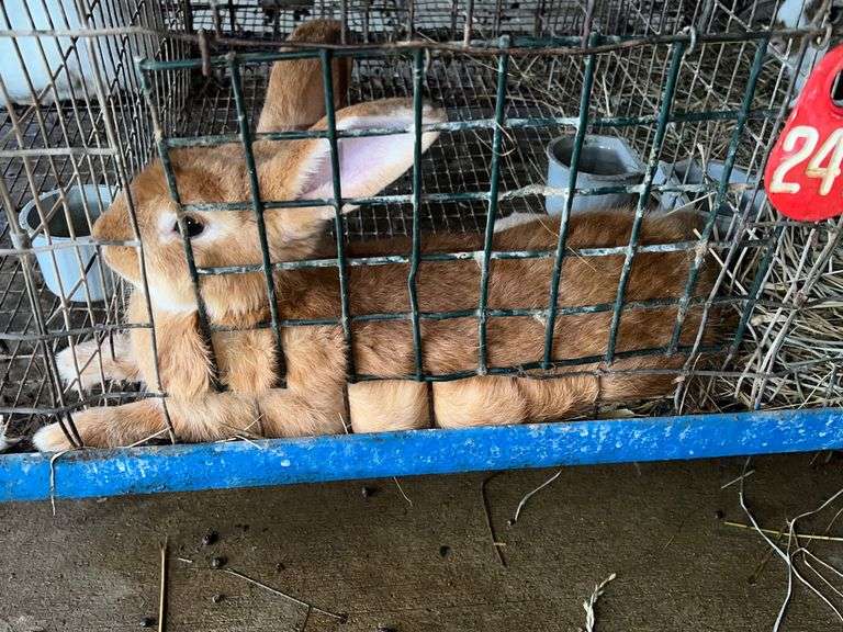 Red New Zealand Doe - Name: Lilly - Rogers Community Auction Inc.