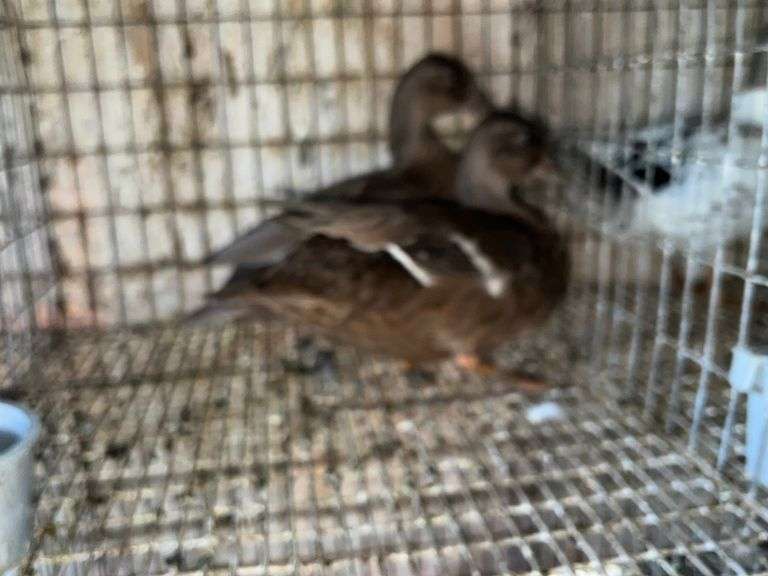 Young Pair Chocolate Call Ducks - Rogers Community Auction Inc.