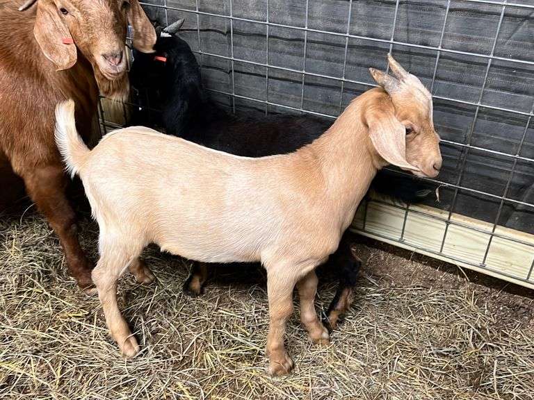 Boer x Kiko Billy - 4 Mos Old - Rogers Community Auction Inc.