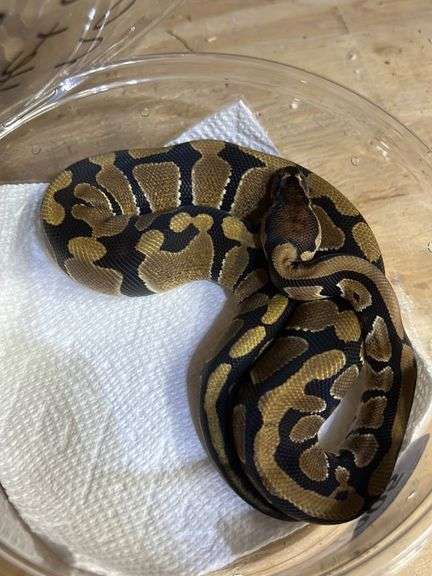 Normal Het Clown Male Ball Python - Rogers Community Auction Inc.