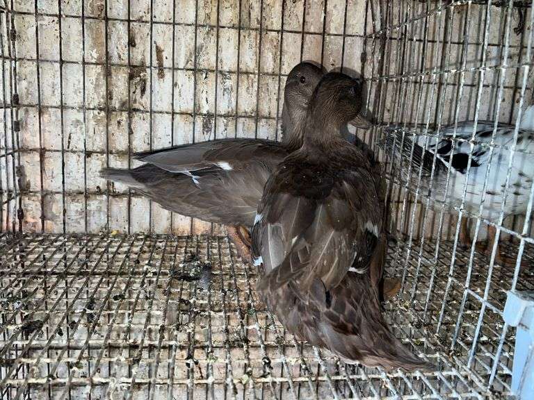 Young Pair Chocolate Call Ducks - Rogers Community Auction Inc.