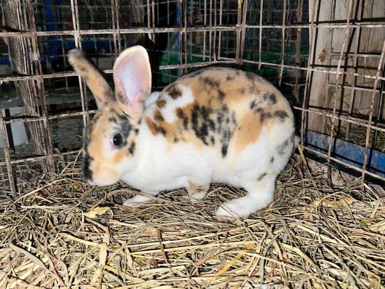 Tri Color Mini Rex Bunny - 10 Wks Old - Rogers Community Auction Inc.
