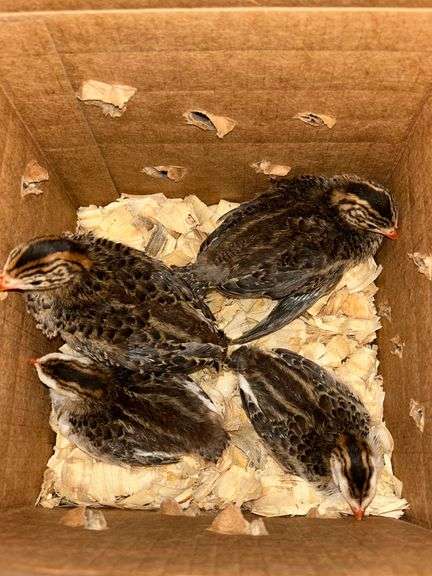 4 Guinea Keets - 2 Pearl & 2 Pied Pearl - Rogers Community Auction Inc.