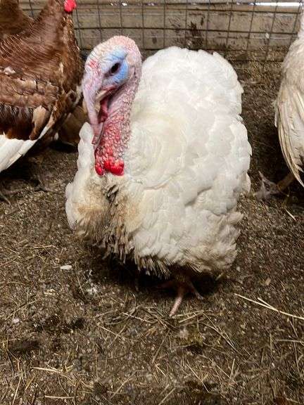 White Broad Breasted Tom Turkey - 4H Projects - Rogers Community ...