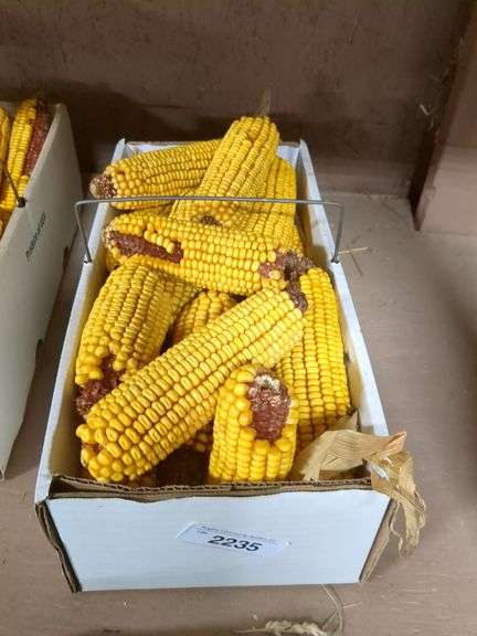 Peck of Ear Corn - Rogers Community Auction Inc.