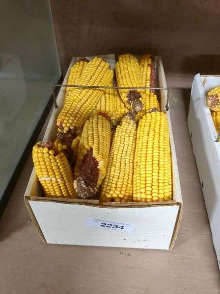 Peck of Ear Corn - Rogers Community Auction Inc.