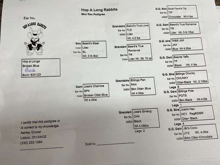 Jr. Broken Blue Mini Rex Buck W/ Pedigree - Show Quality - Rogers ...