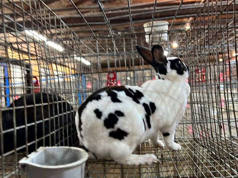Broken Mini Rex Doe - Rogers Community Auction Inc.