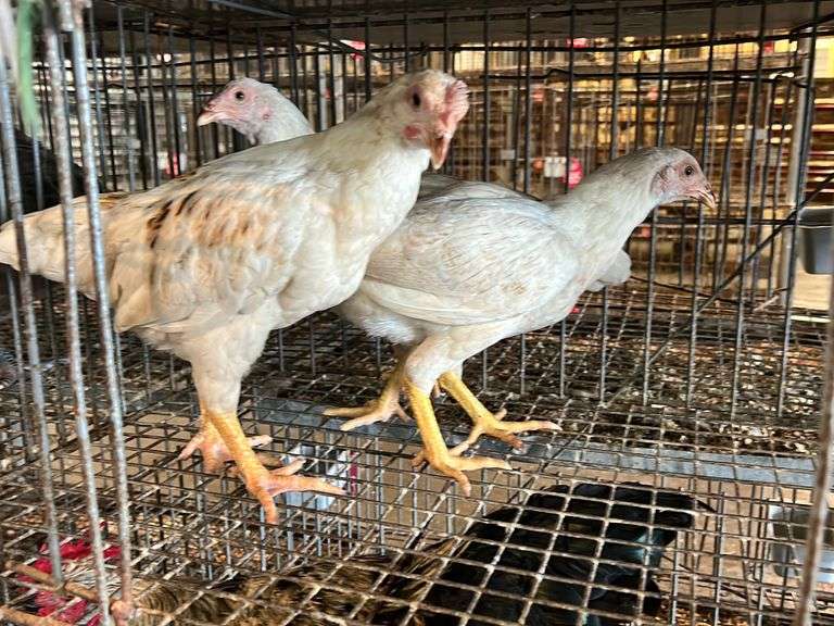 Trio Standard White Laced Red Cornish - Rogers Community Auction Inc.