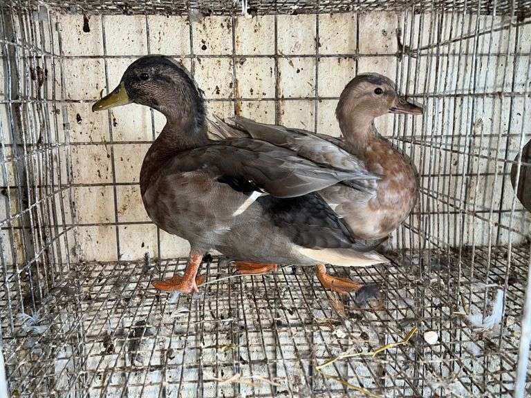 Pair Call Ducks - Rogers Community Auction Inc.